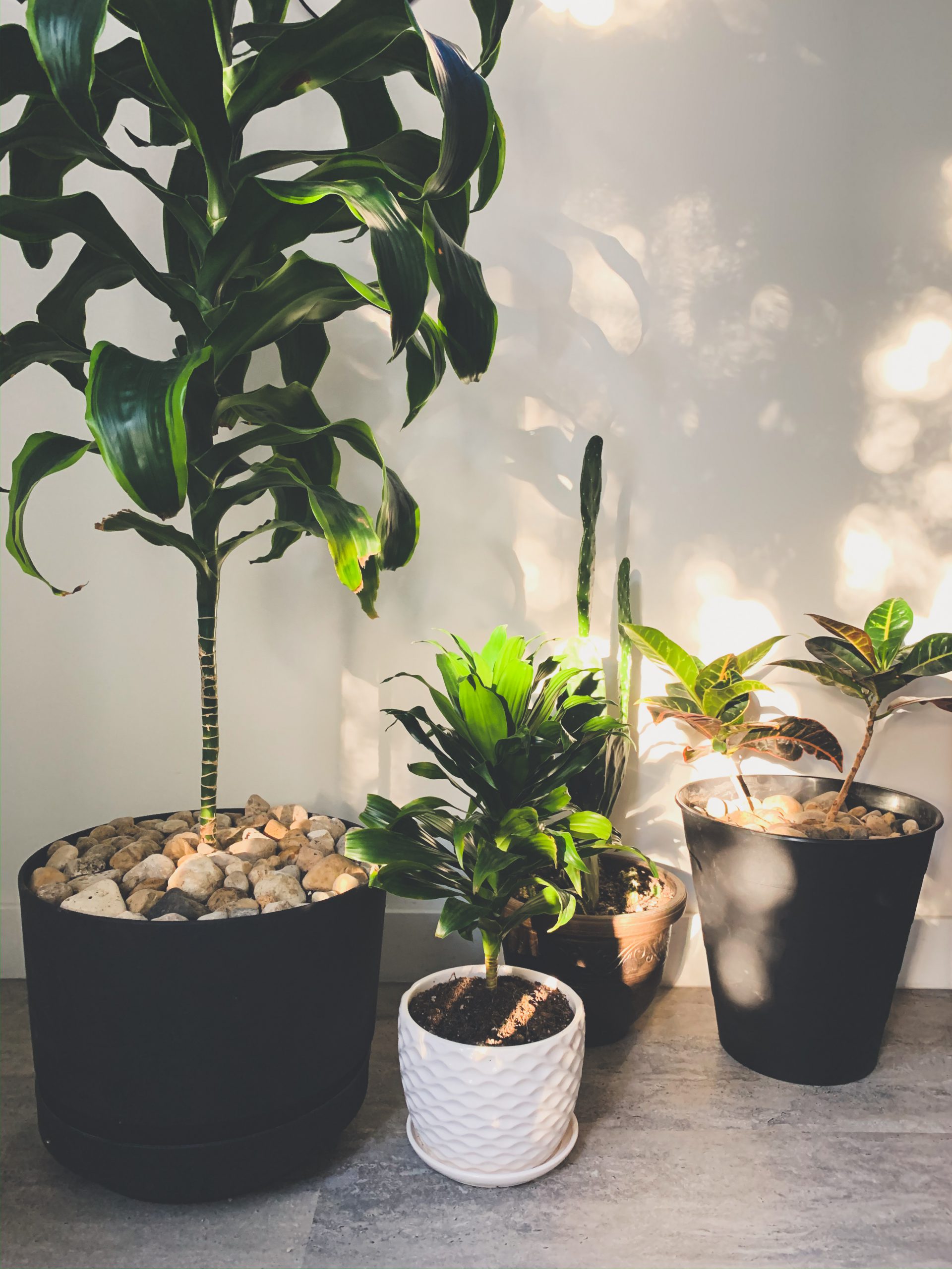 Using Plants to Customize Your Living Space - Living at 300 Main ...