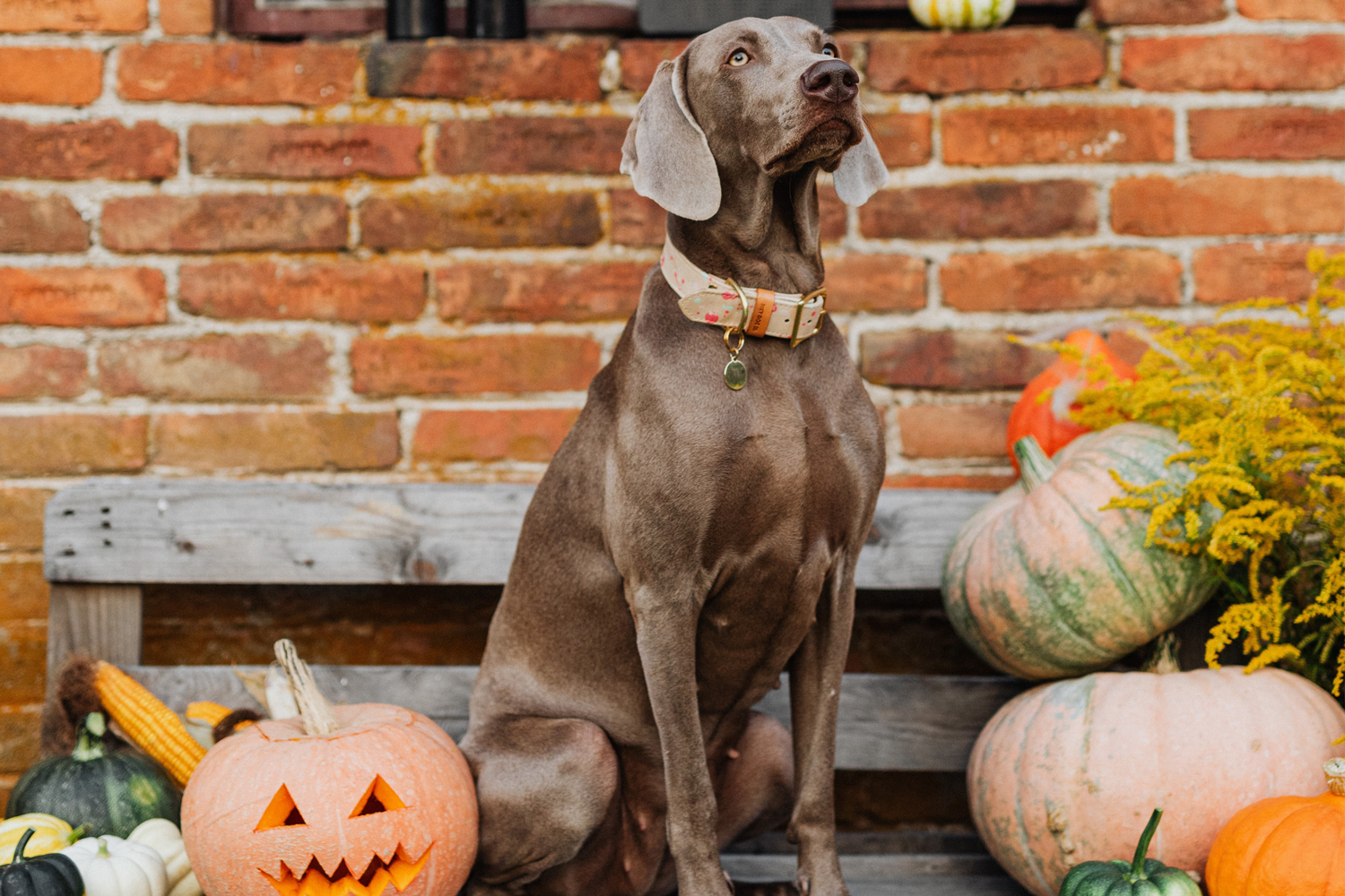 7 Fun ways To Celebrate Halloween with your Dog - Living at 300 Main ...