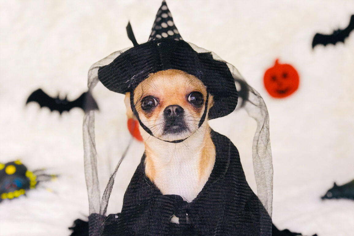 7 Fun ways To Celebrate Halloween with your Dog - Living at 300 Main ...