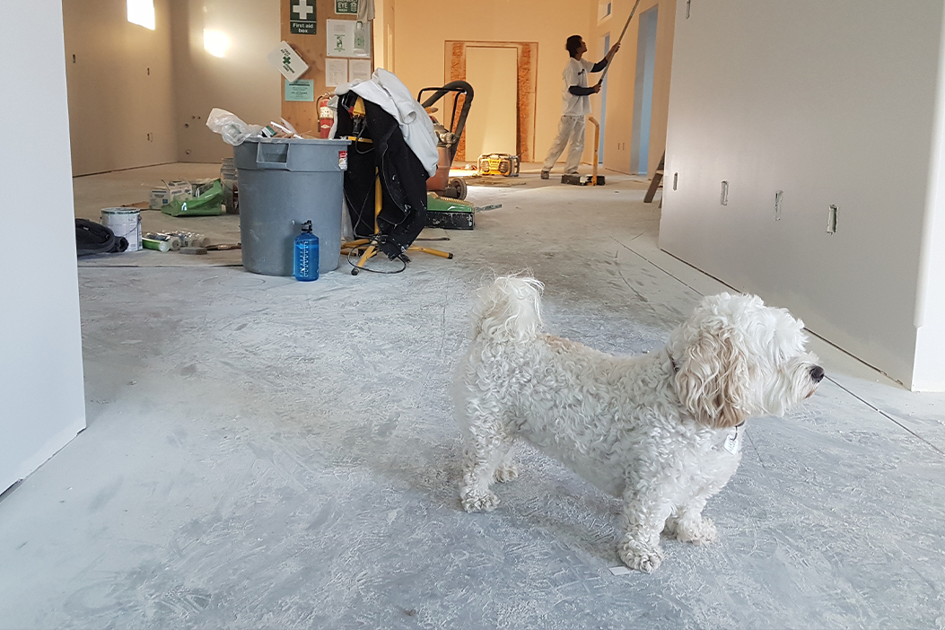 To Bark or not To Bark - 5 Basic Steps to Successful Training your Dog ...